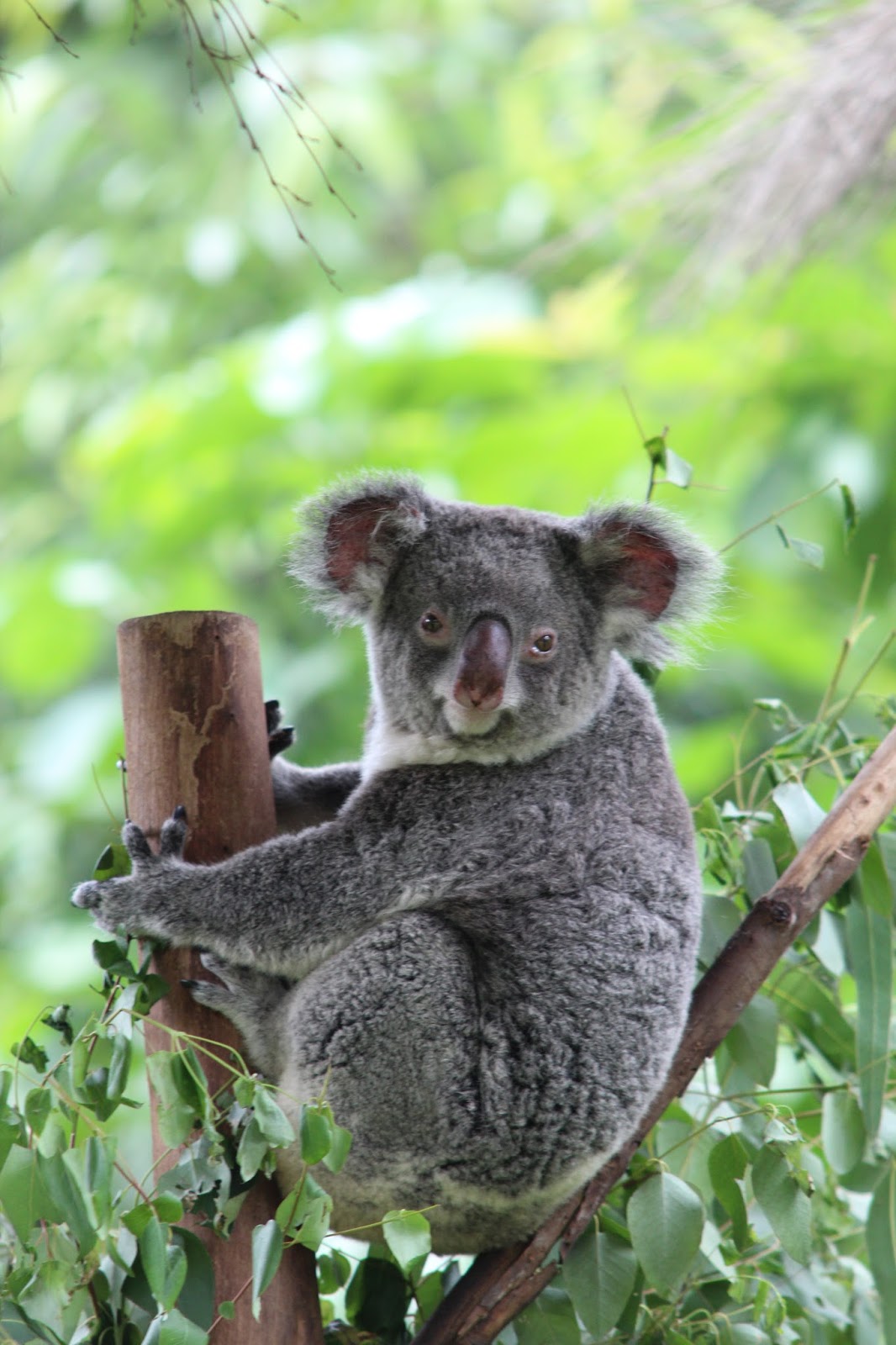 Koala Zone @Chimelong Safari Park, Panyu District