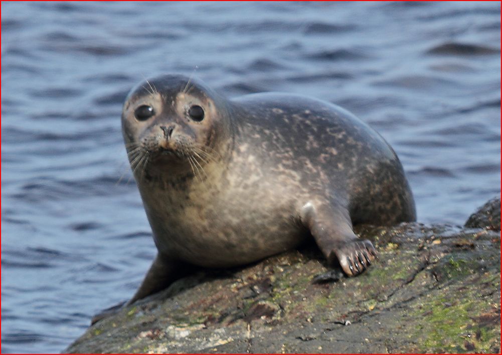 Islay Natural History Trust: Common Seal - James Deane
