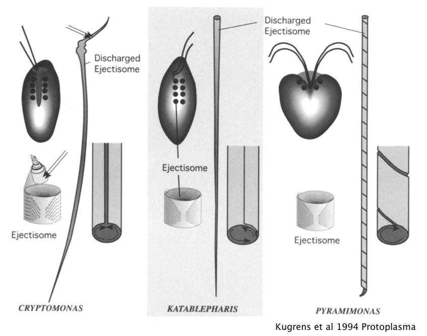 Skeptic Wonder: Cryptomonads: solar-powered armoured battleships