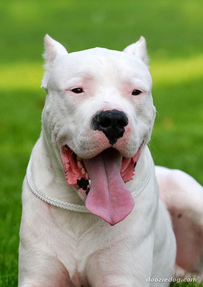 Amazing Hunting Dogo Argentino ~ The Animals Planet
