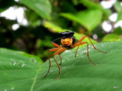 Nature Wonders Gershonized: Papua New Guinea collection of insects 9_2011