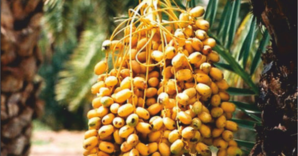 VIDA SALUDABLE. DÁTILES, el fruto de la vida | La Crónica del Henares