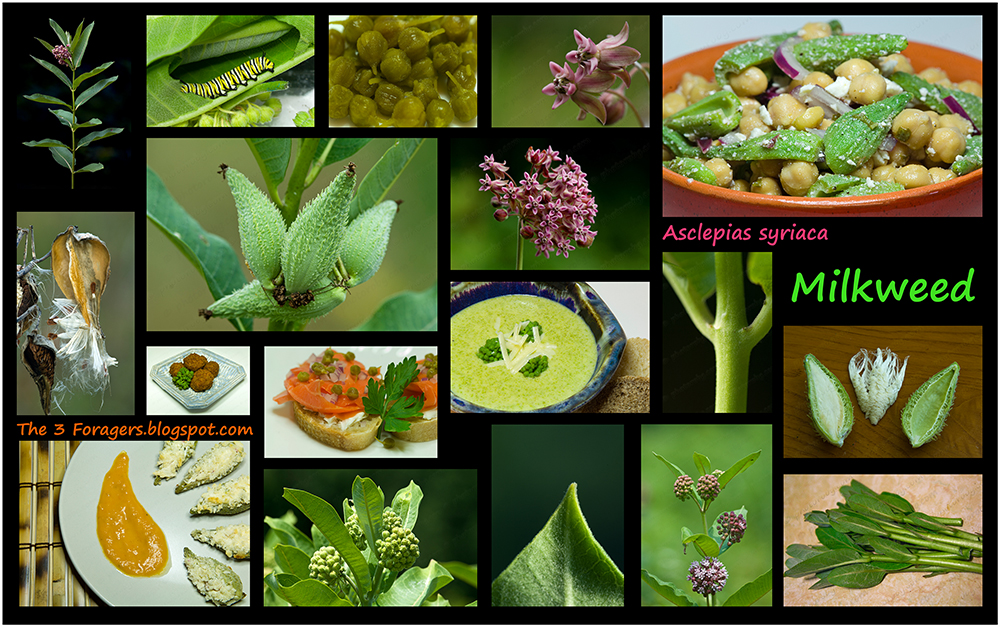 The 3 Foragers: Foraging for Wild, Natural, Organic Food: Wild Food ...