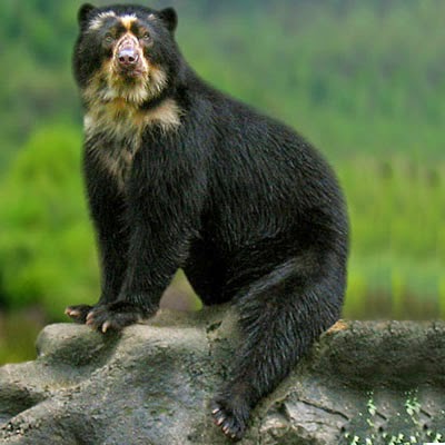 ANIMALE DOMESTICE SI SALBATICE DIN TOATA LUMEA: ursul