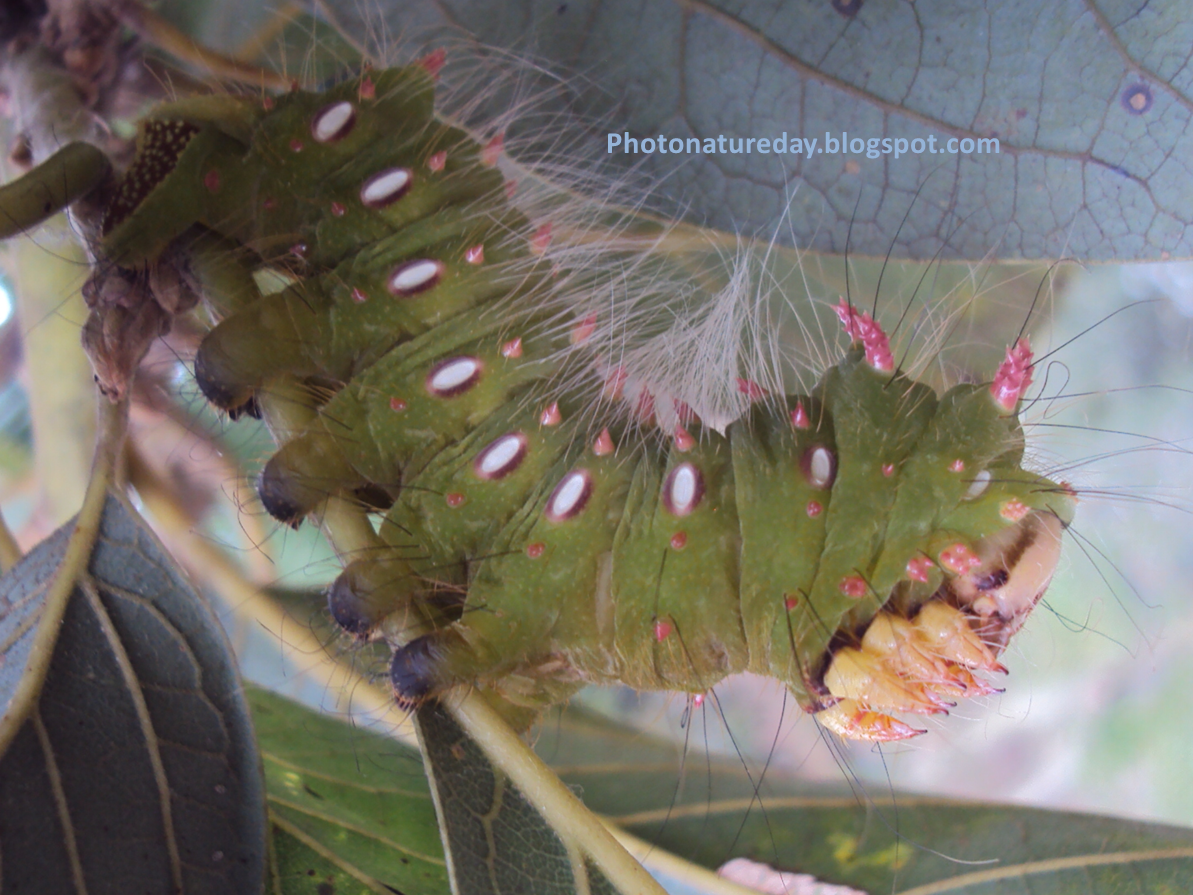 FOTO DEL DÍA: GUSANO