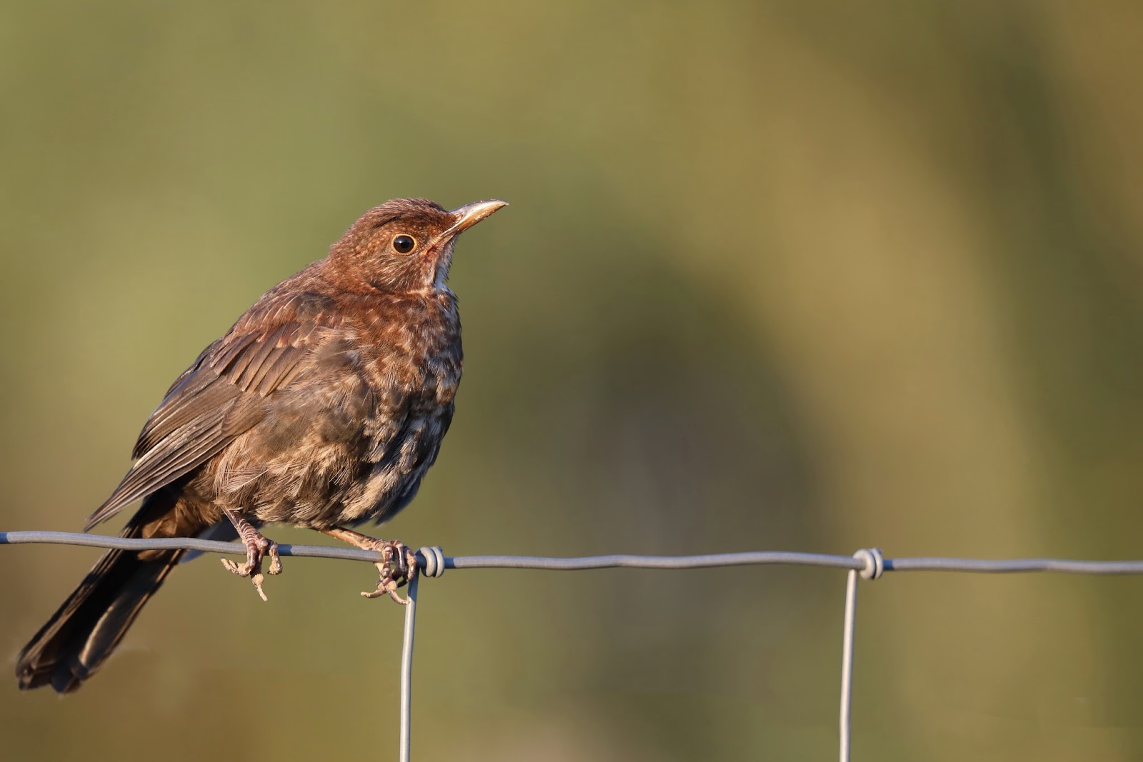 OISEAUX de Jean-Pierre CAPPE: Chouette Chevêche, Pic vert et Merle.