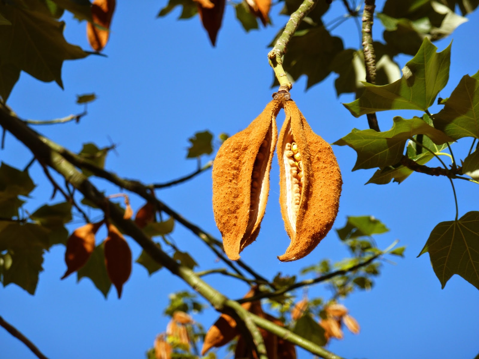 Árboles con alma: Arbol botella rosa (Brachychiton discolor)