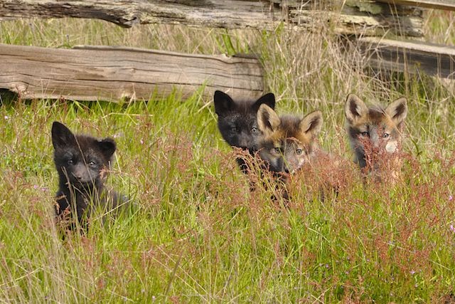 Orca Watcher: Cute Baby Fox Photos