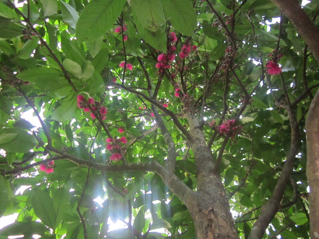 NATURE'S BEAUTY: Water Apple (Champakka)