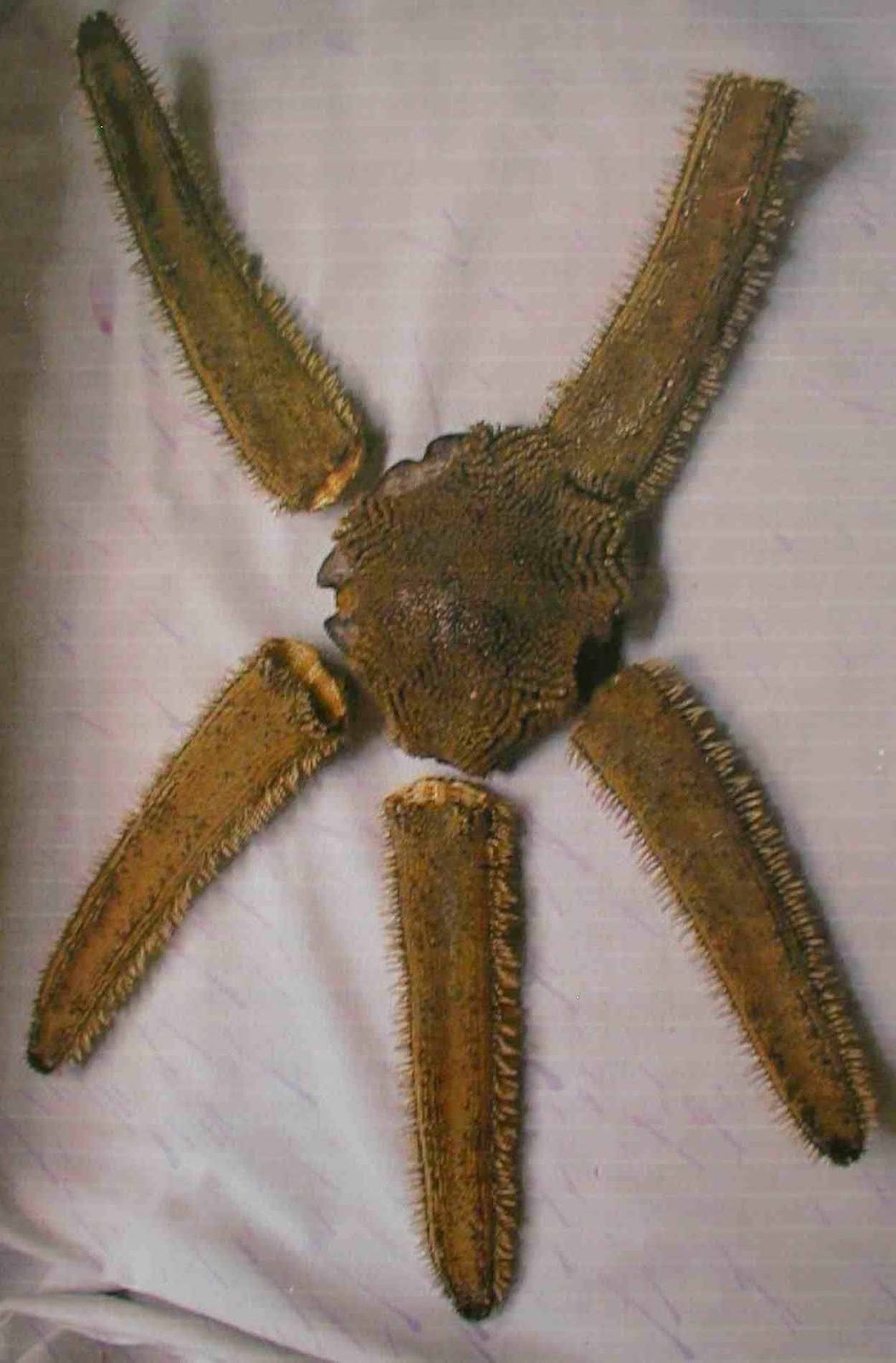 The Echinoblog: Extra! Solaster feeding caught forever in the museum!