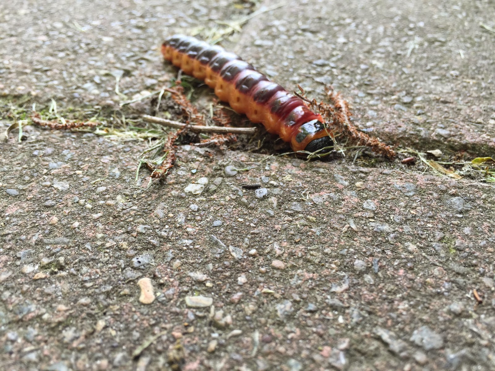 BEIJUMNIEUWS: IS DIT EEN DUIZENDPOOT? EEN GROTE RUPS?