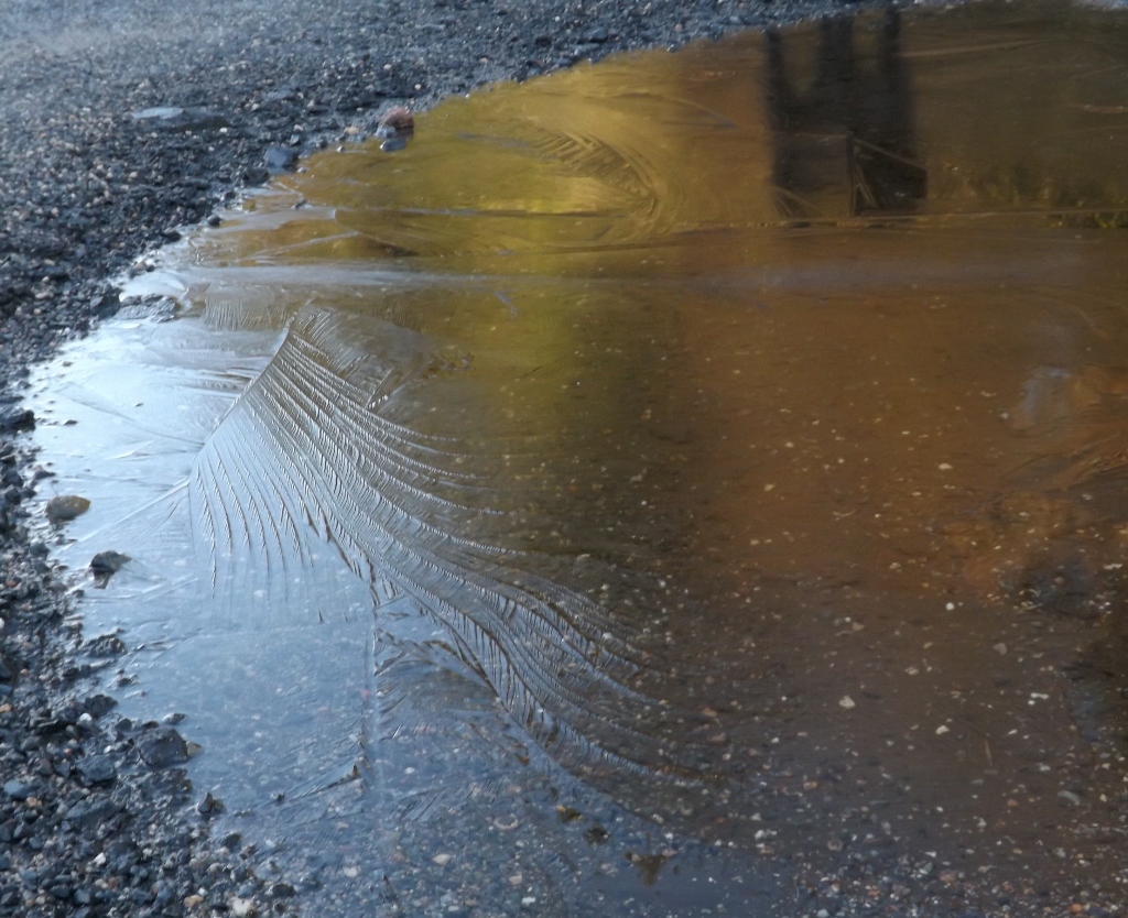 Dartmoor Ramblings: ICE PUDDLES