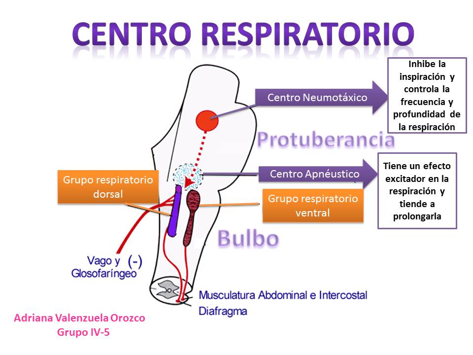 Adriana Valenzuela Orozco: Centro Respiratorio