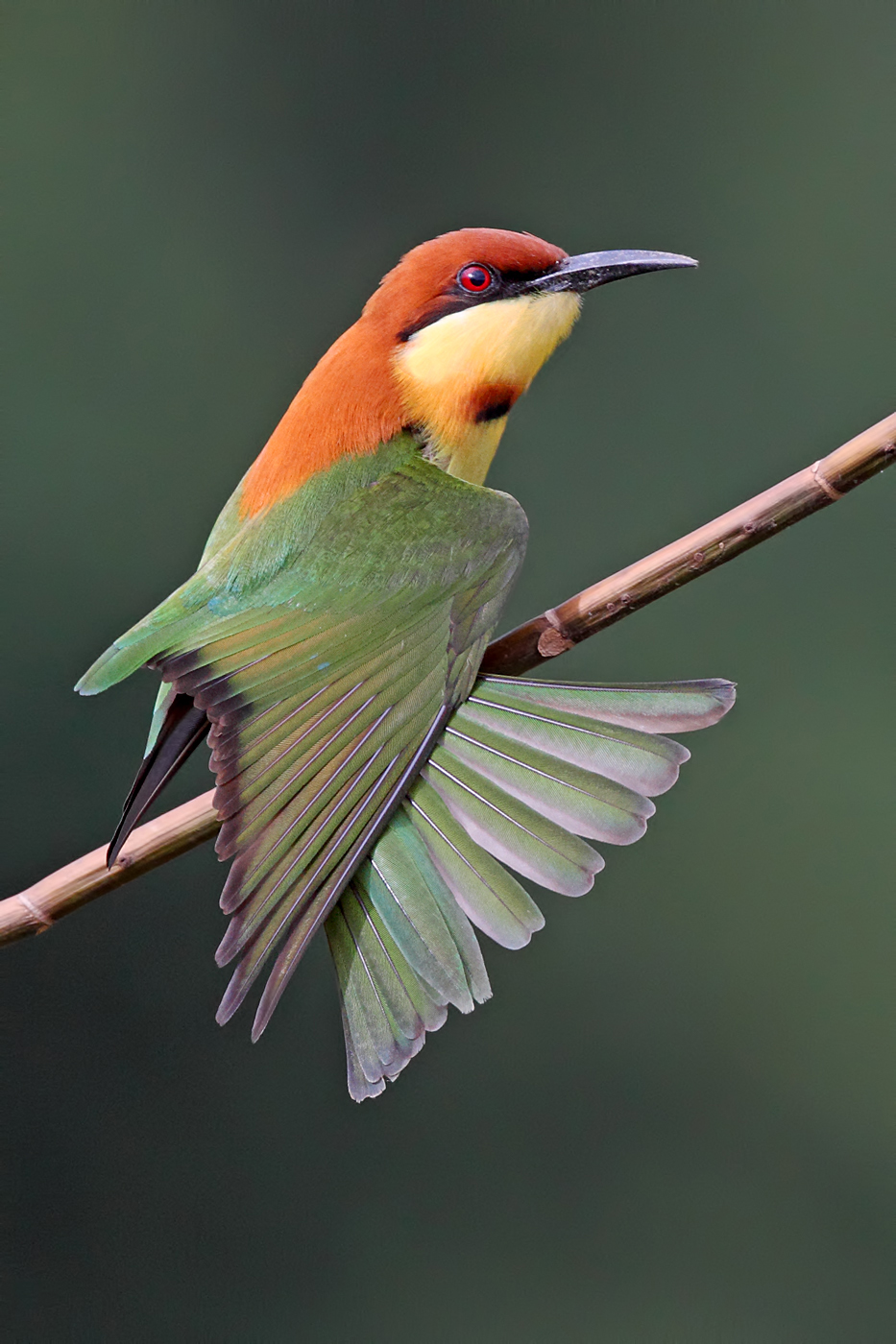 Pertinent perches are paramount