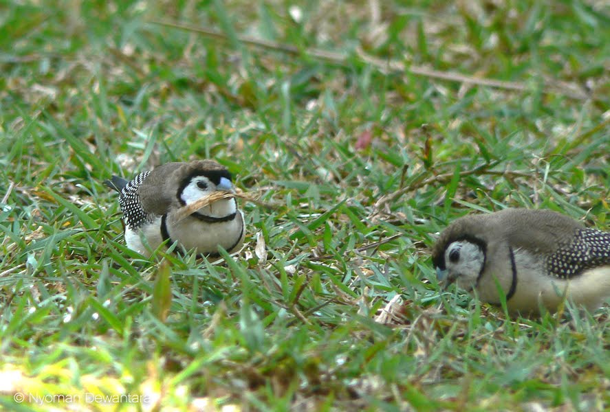 Jacana's Birdwatching: October 2011