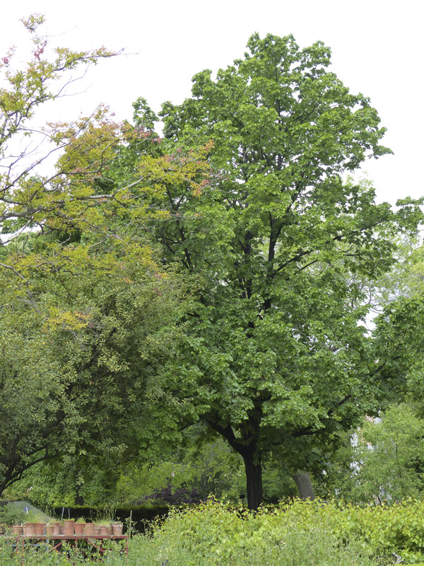 Paseos por la naturaleza: Tilia platyphyllos. Tilo de hoja grande.