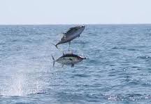 Mengenal Pancing Tonda – Jati.id