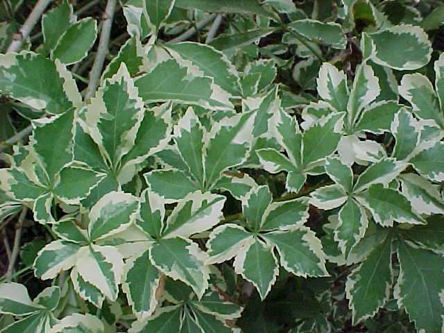 Plants For Shade : Variegated Plants for Shade