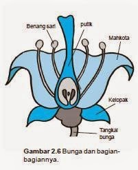 Struktur Bunga Dan Fungsinya - AGRONOMI UNHAS