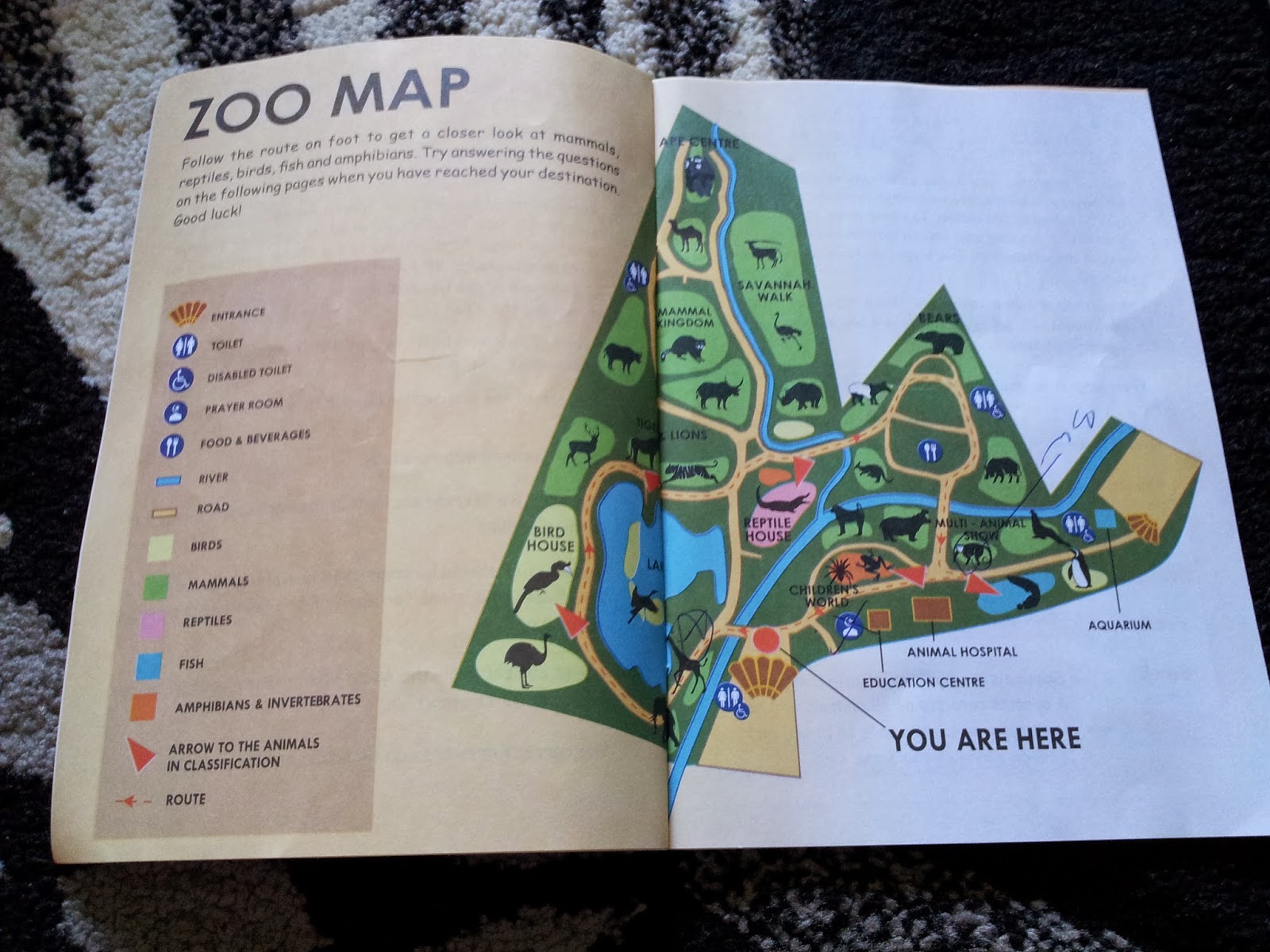 My First Blog!: Panda bears @ Zoo Negara?