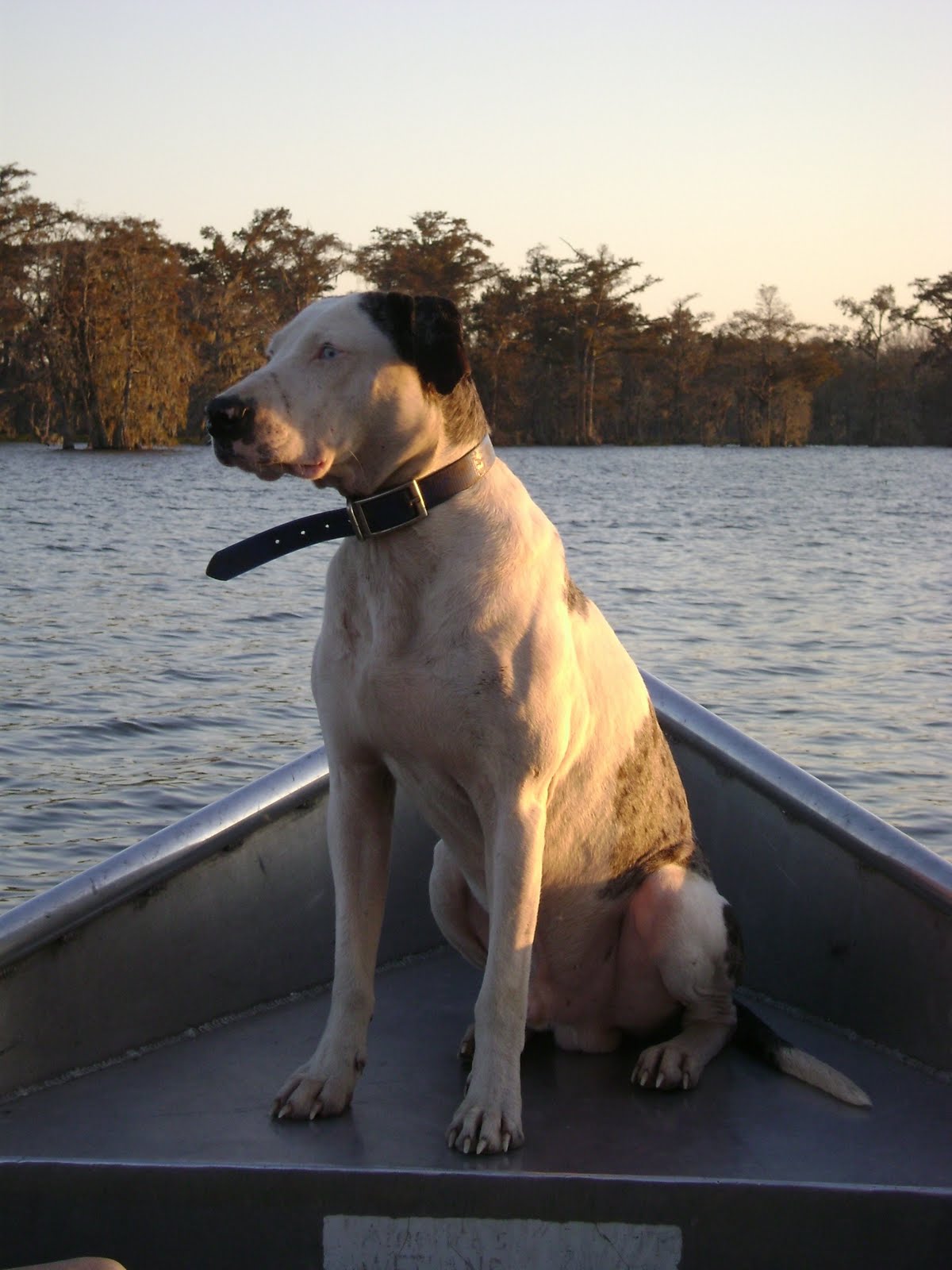 The Catahoula Hog Dog: Hog Dogs For Sale Ain't What They Used To Be!