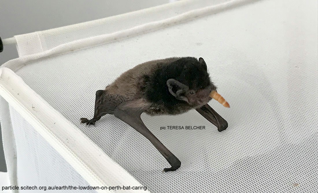 THE LOWDOWN ON PERTH BAT CARING