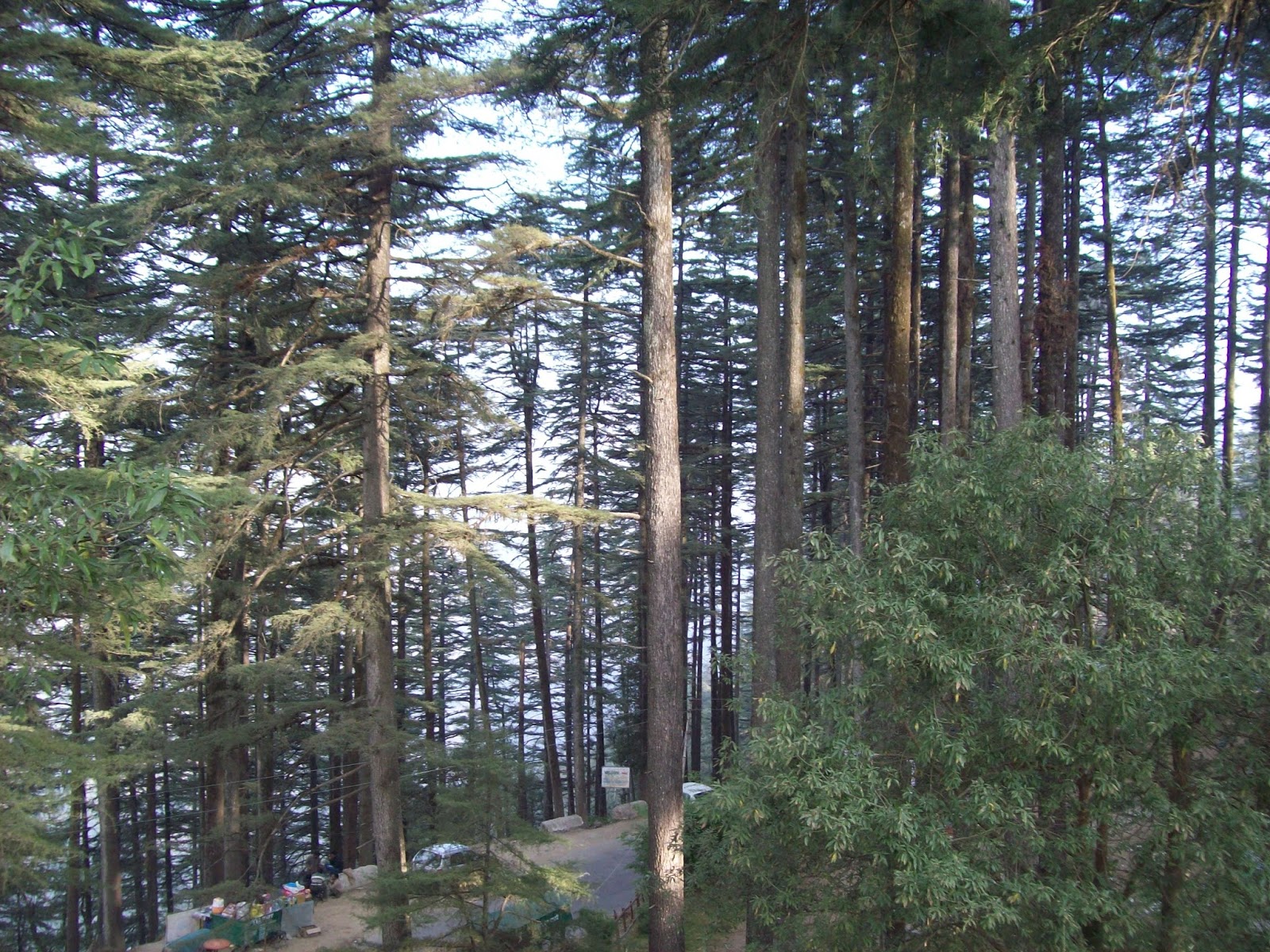 CHINAR SHADE : PHOTOGRAPHS OF A RECENT VISIT TO MUSSOORIE AND DHANAULTI ...