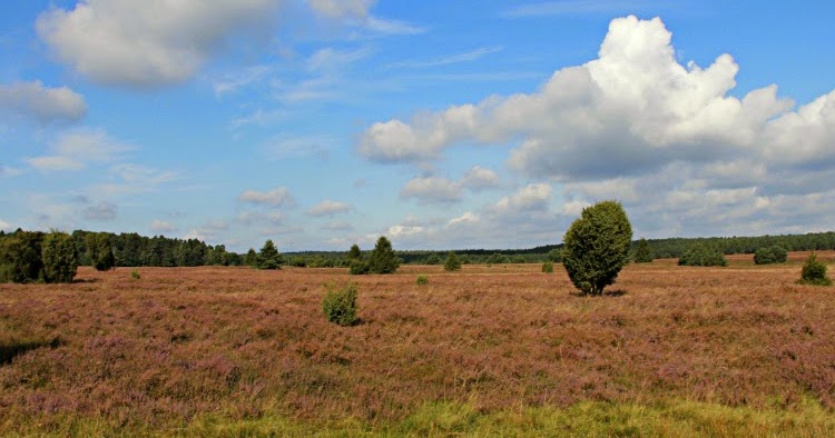 All The Live Long Day: Lüneburger Heide