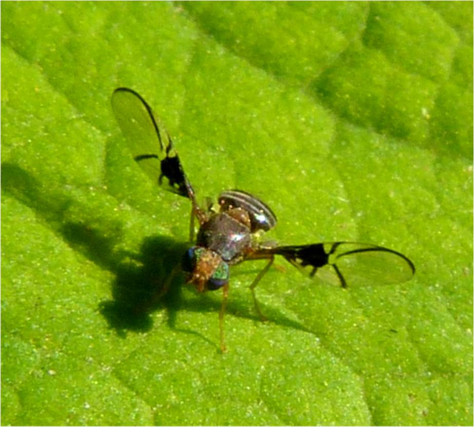 Insects of Scotland: Other Flies/Picture-wing Flies