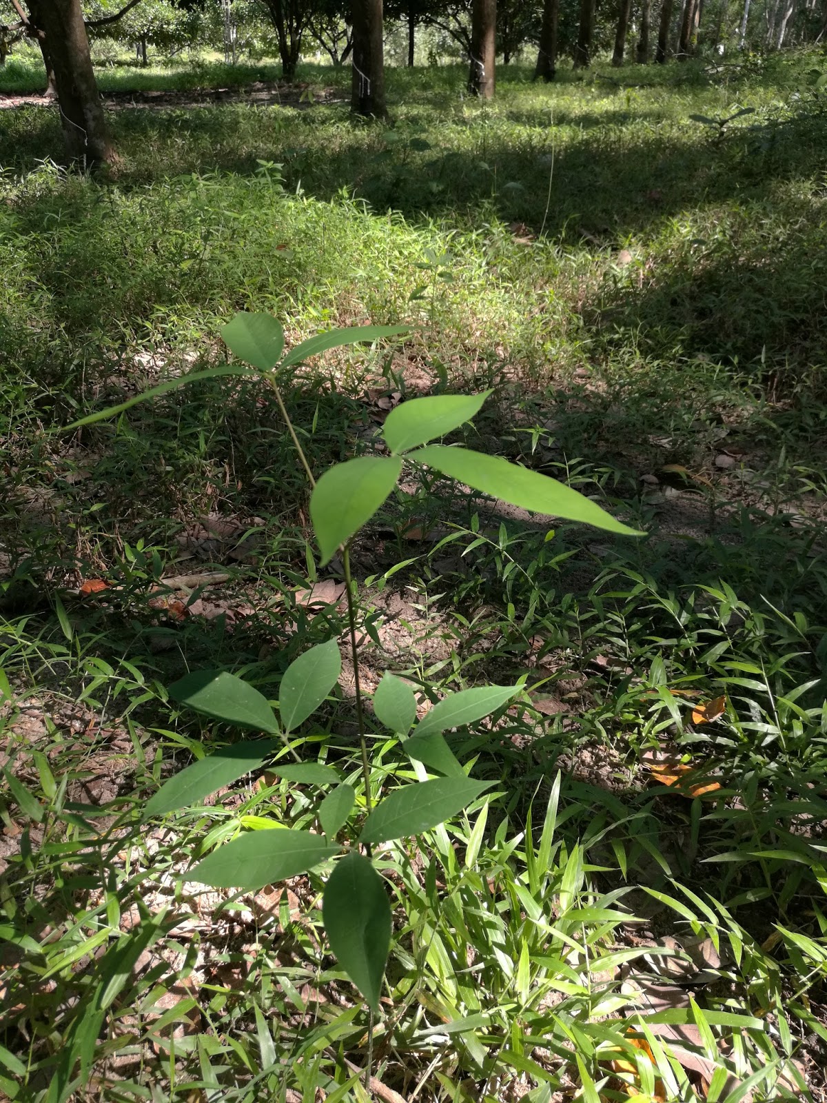 AceShooter6: CARA MENGURANGKAN BAU GETAH SKRAP SECARA CEPAT.