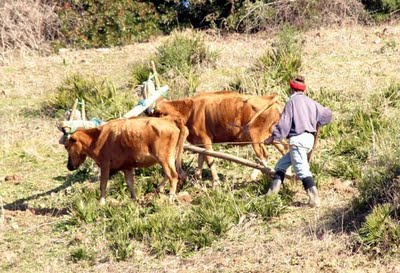 Little Red Blog'n Rouge: Kicking Against These Goads.