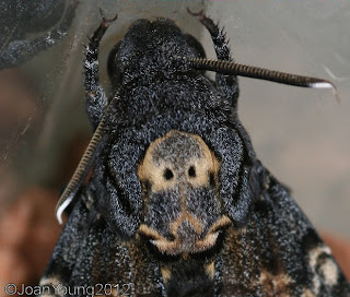 South African Photographs: Death's Head Moth (Acherontia atropos)