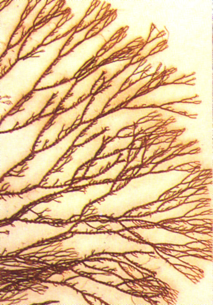 A la palestra : Ceramium rubrum