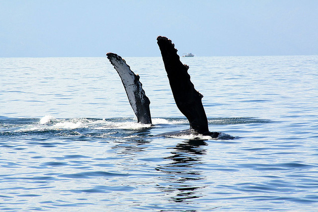 Synchronized Swimming in the Animal Kingdom | The Ark In Space