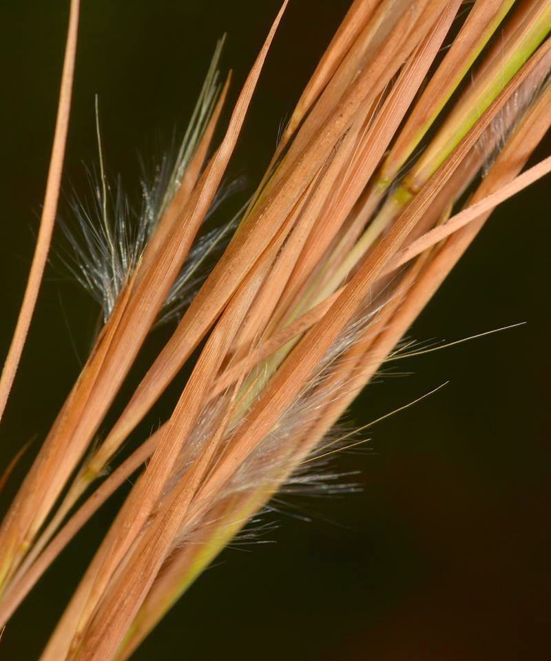 Broomsedge Grass