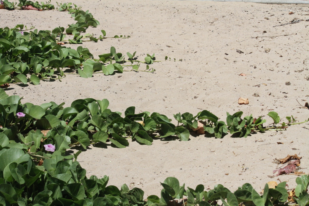 Green vines stretched out across the pale sand. There are a few pink ...
