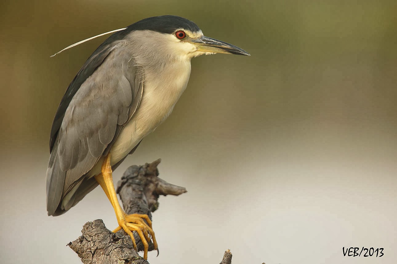 COLORS NATURALS: MARTINETE (MARTINET DE NIT)