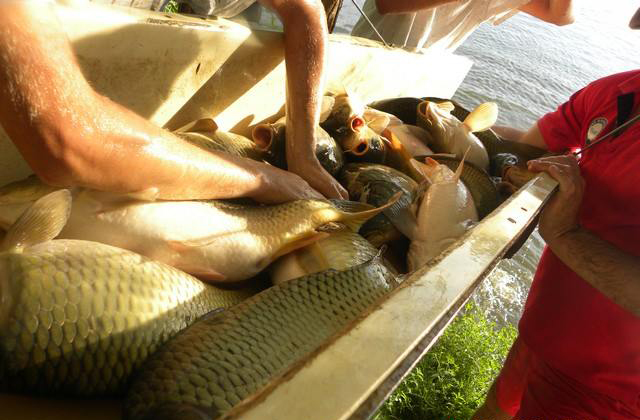 Pasiunea Pescuitului: Populare Balta Solacolu - 1,5 tone Crap!