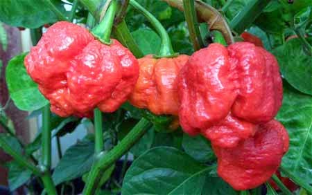 Cabe Terpedas di Dunia - Mas DarTop 5