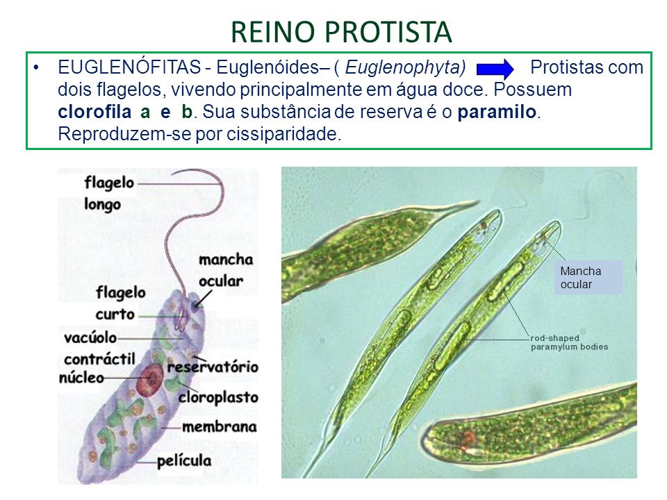 Protoctista 2: Algas | Biologia: A ciência da vida