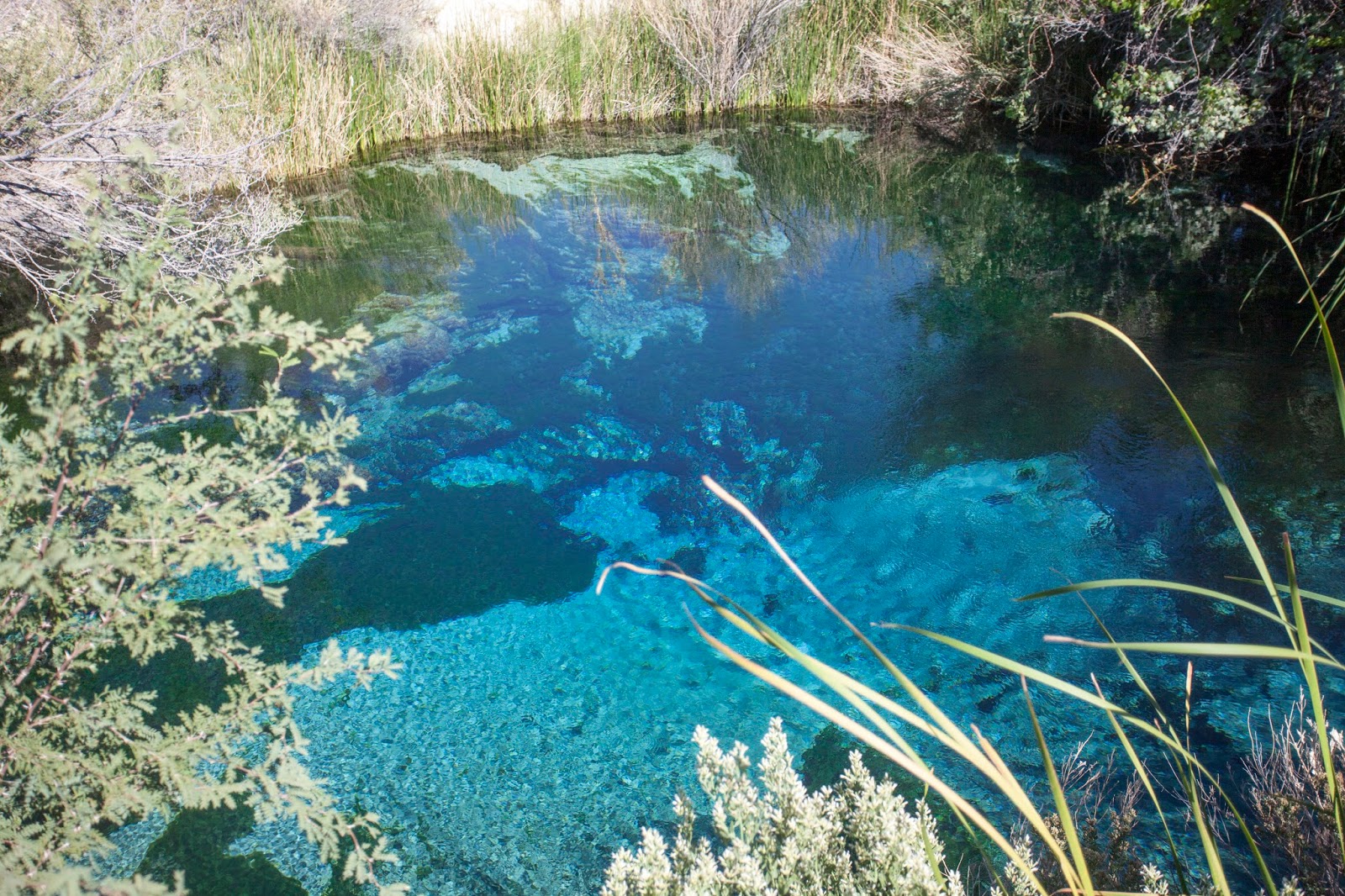 THE SPRINGS OF ASH MEADOWS NATIONAL WILDLIFE REFUGE, NEVADA - ADAM HAYDOCK