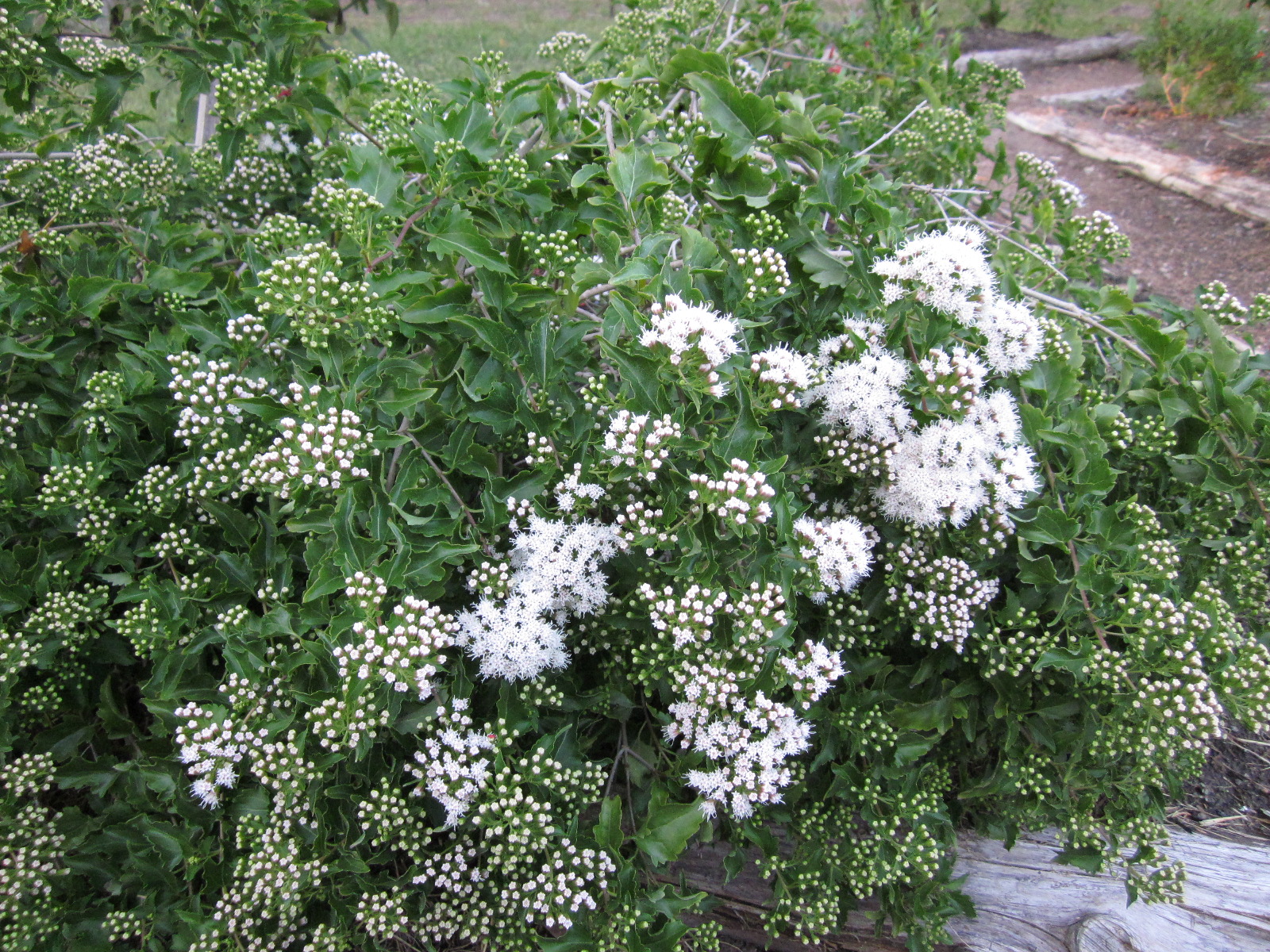 Lisa Bonassin's Garden: What's Blooming Now - White Mist Flower 10/29/2011