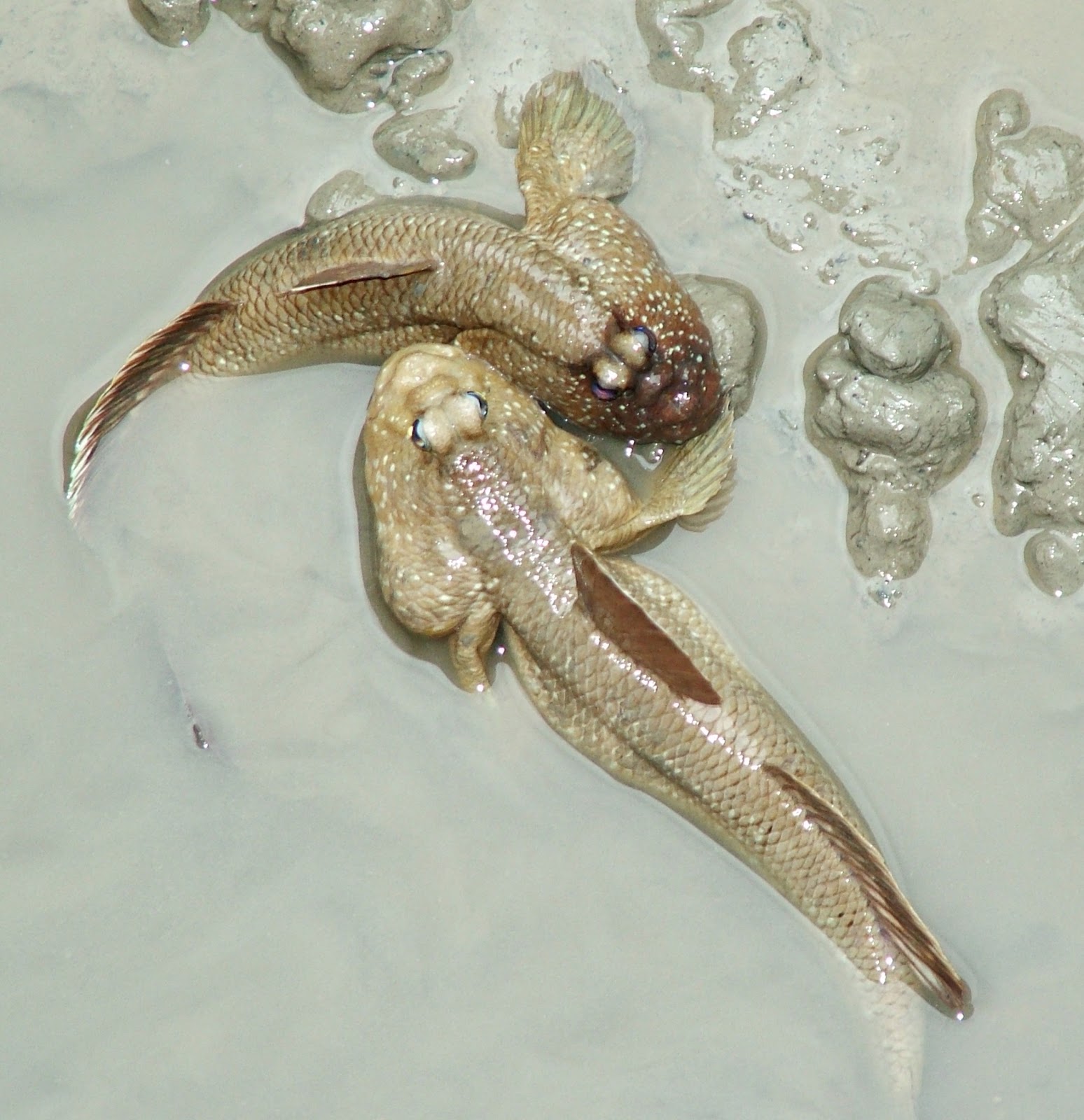 Tapak Ramsar Johor: Flora & Fauna