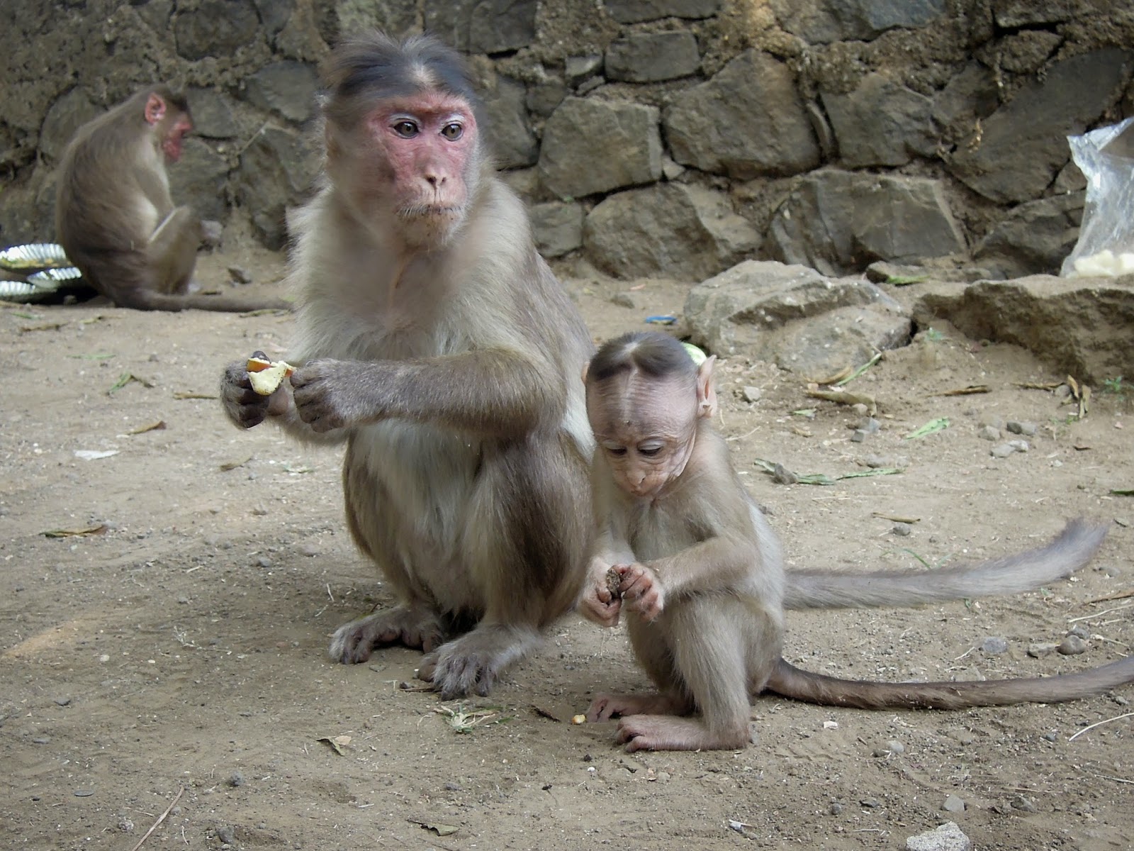 RoPo's Ramblings: Cats, Cows, and Monkeys…Oh My!