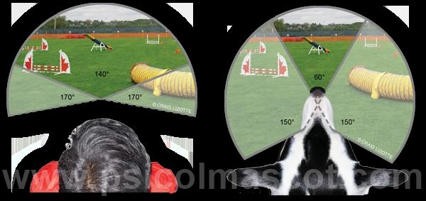 PSICOLMASCOT: La Vista del Perro, Cómo ve un perro?