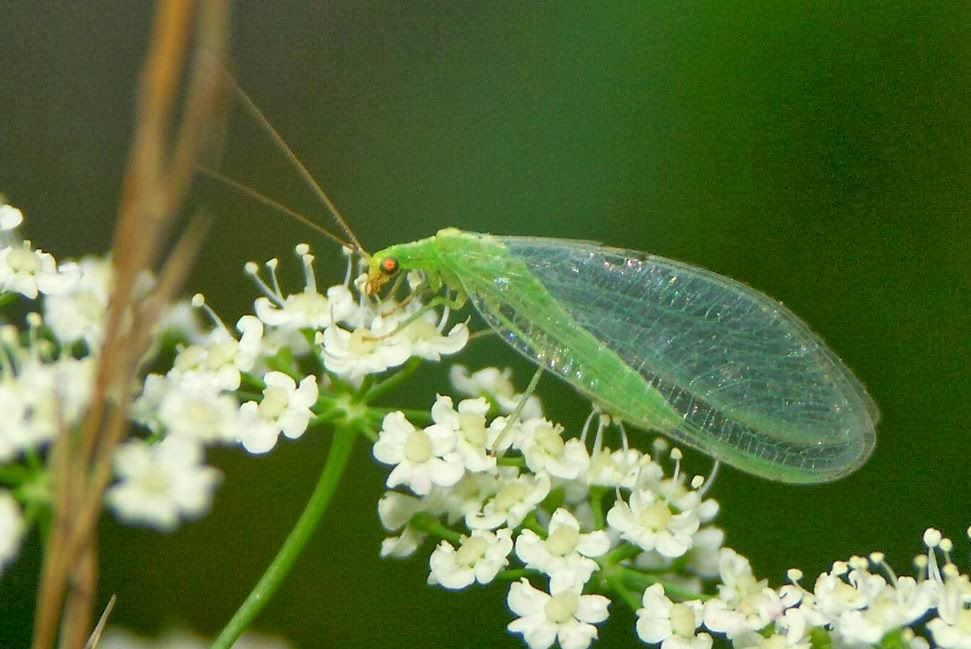 Insectos en mi huerto