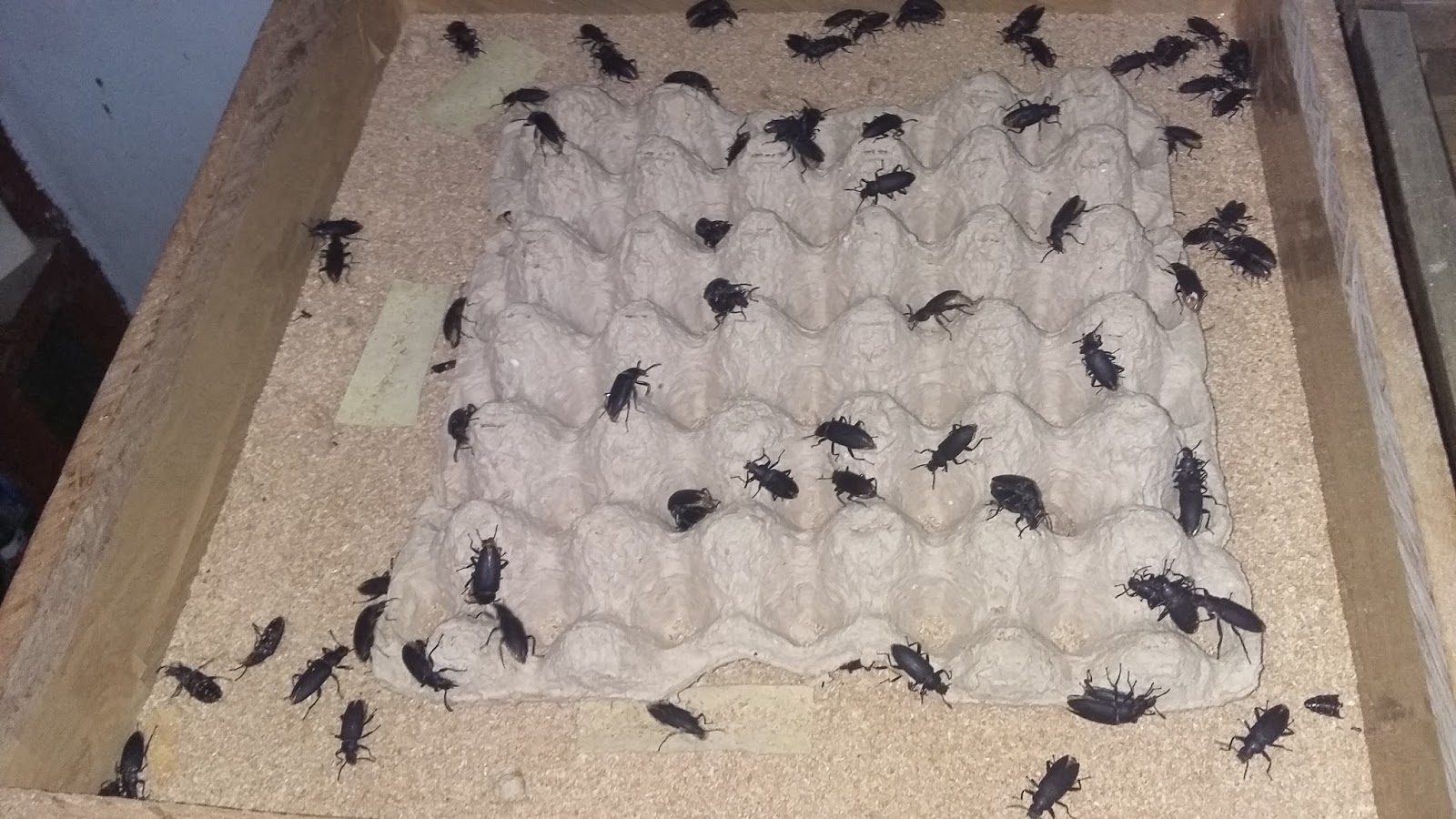 Budidaya Ulat Jerman Sebagai Penghasilan Tambahan | TALITAKUM INDONESIA