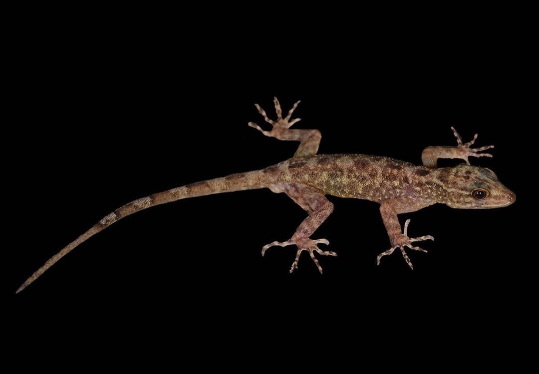 Species New to Science: [Herpetology • 2020] Cnemaspis magnifica • A ...