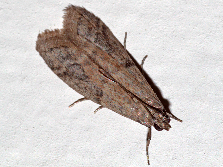 gobirding.eu Mothing Diary: Cacao and Corn Moths