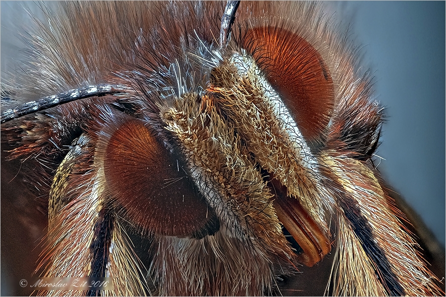 mizitfoto: Babočka admirál